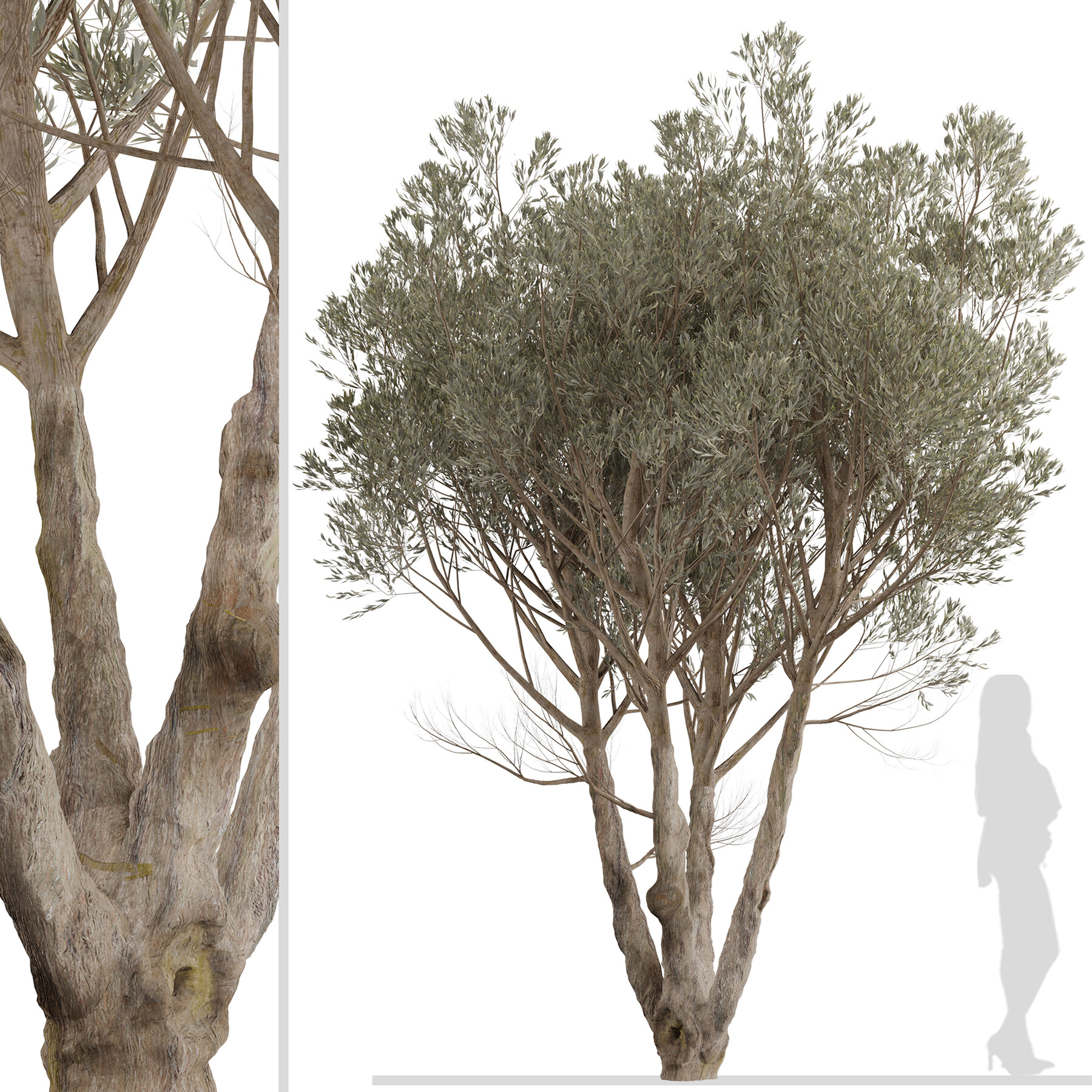 ArtStation - Set of Acacia Aneura Trees (True Mulga) (2 Trees) | Resources