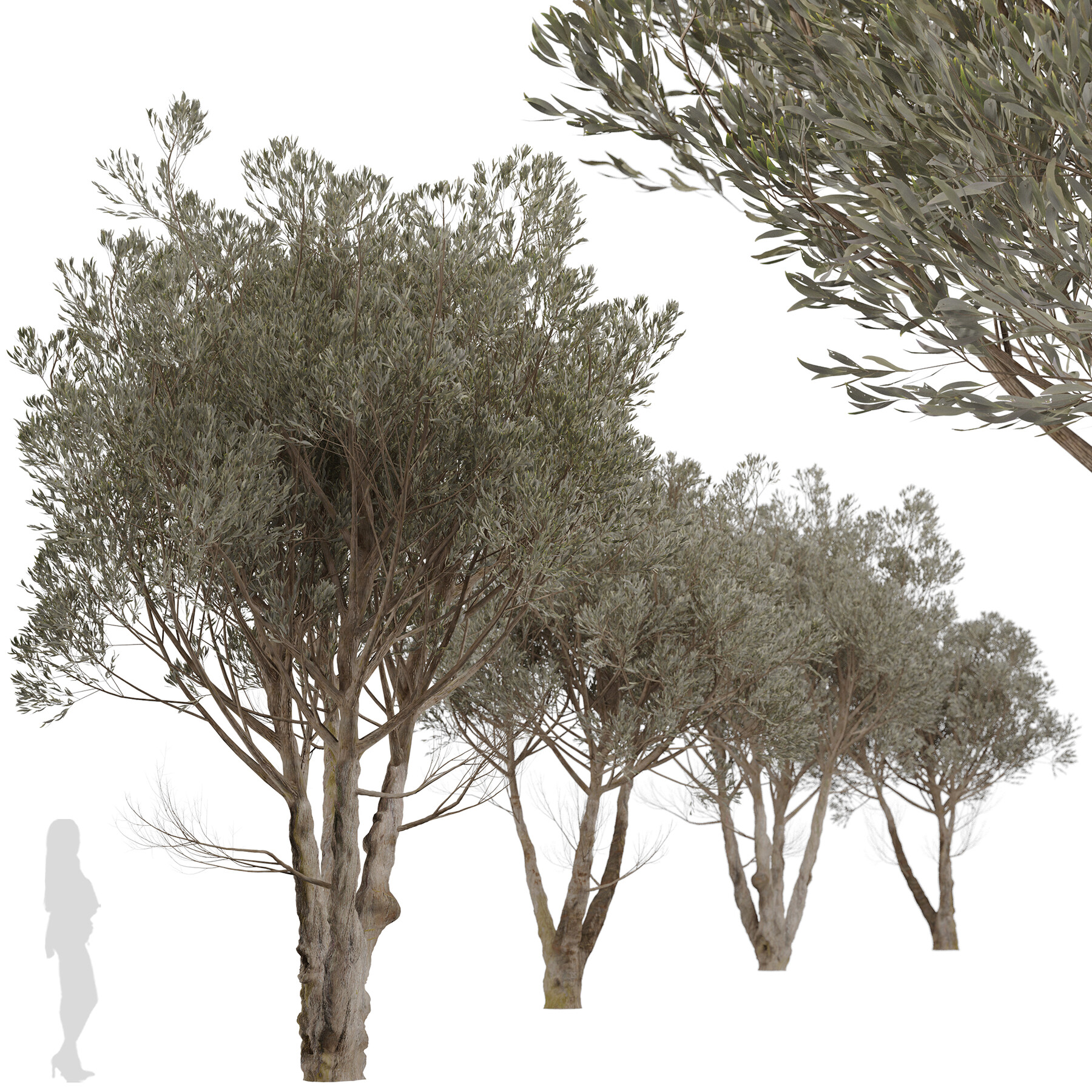 ArtStation - Set of Acacia Aneura Trees (True Mulga) (2 Trees) | Resources