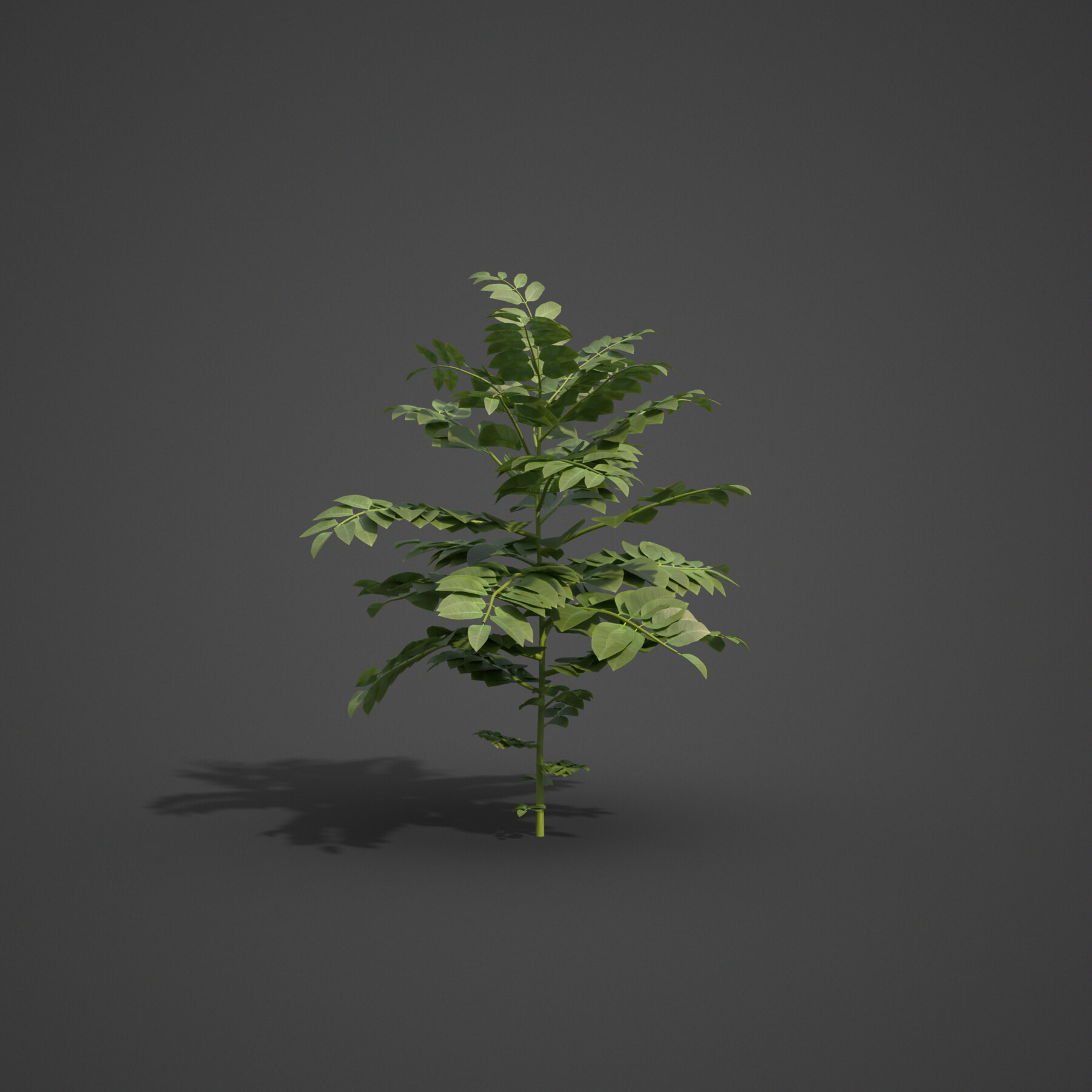 ArtStation - 2021 PBR Curry Leaf Collection (Murraya Koenigii) | Game ...