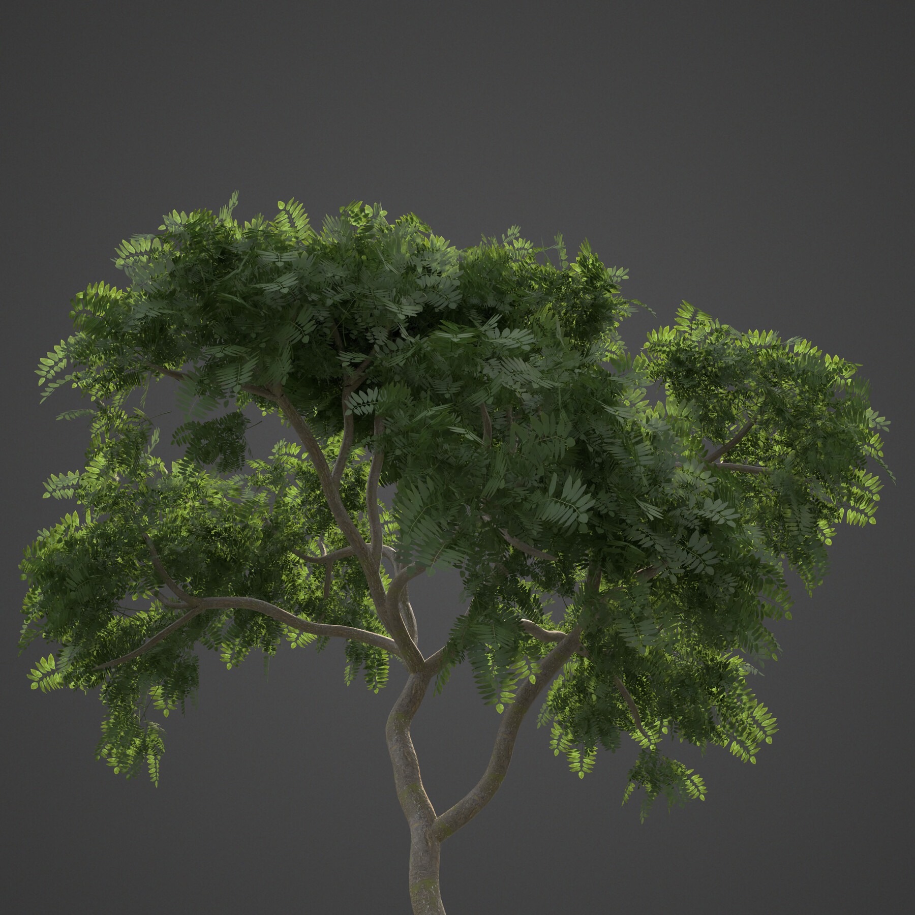 ArtStation - 2021 PBR Curry Leaf Collection (Murraya Koenigii) | Game ...
