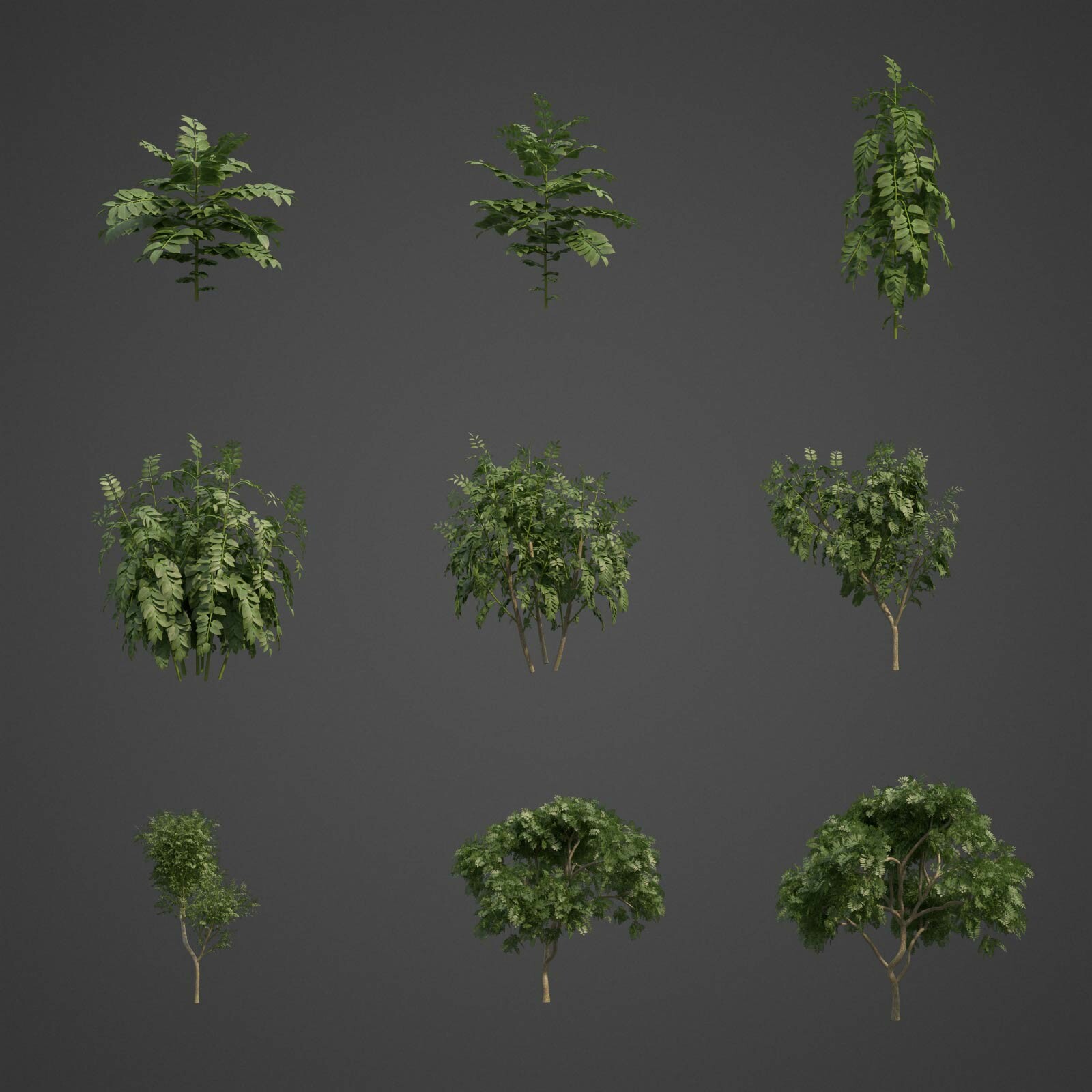 ArtStation - 2021 PBR Curry Leaf Collection (Murraya Koenigii) | Game ...