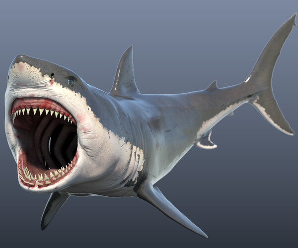 ArtStation - Great White Shark Model | Resources