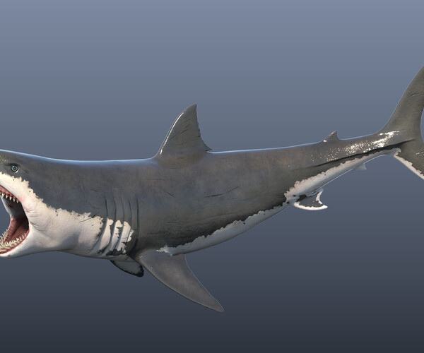 ArtStation - Great White Shark Model | Resources