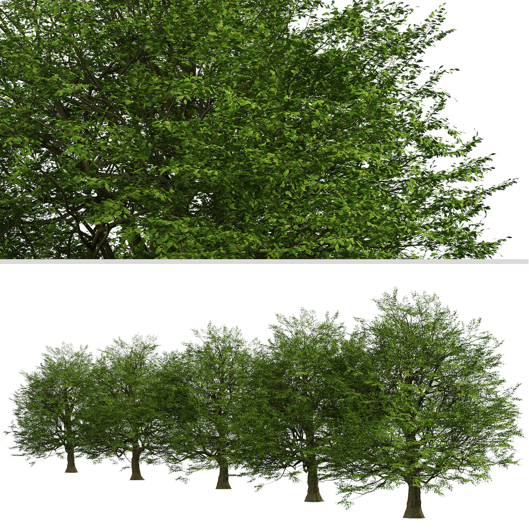 ArtStation - Bur Oak Tree (Quercus macrocarpa) (1 Tree) | Resources