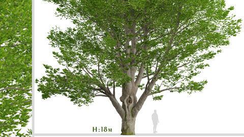 ArtStation - White ash Tree (Fraxinus americana) (1 Tree) | Resources