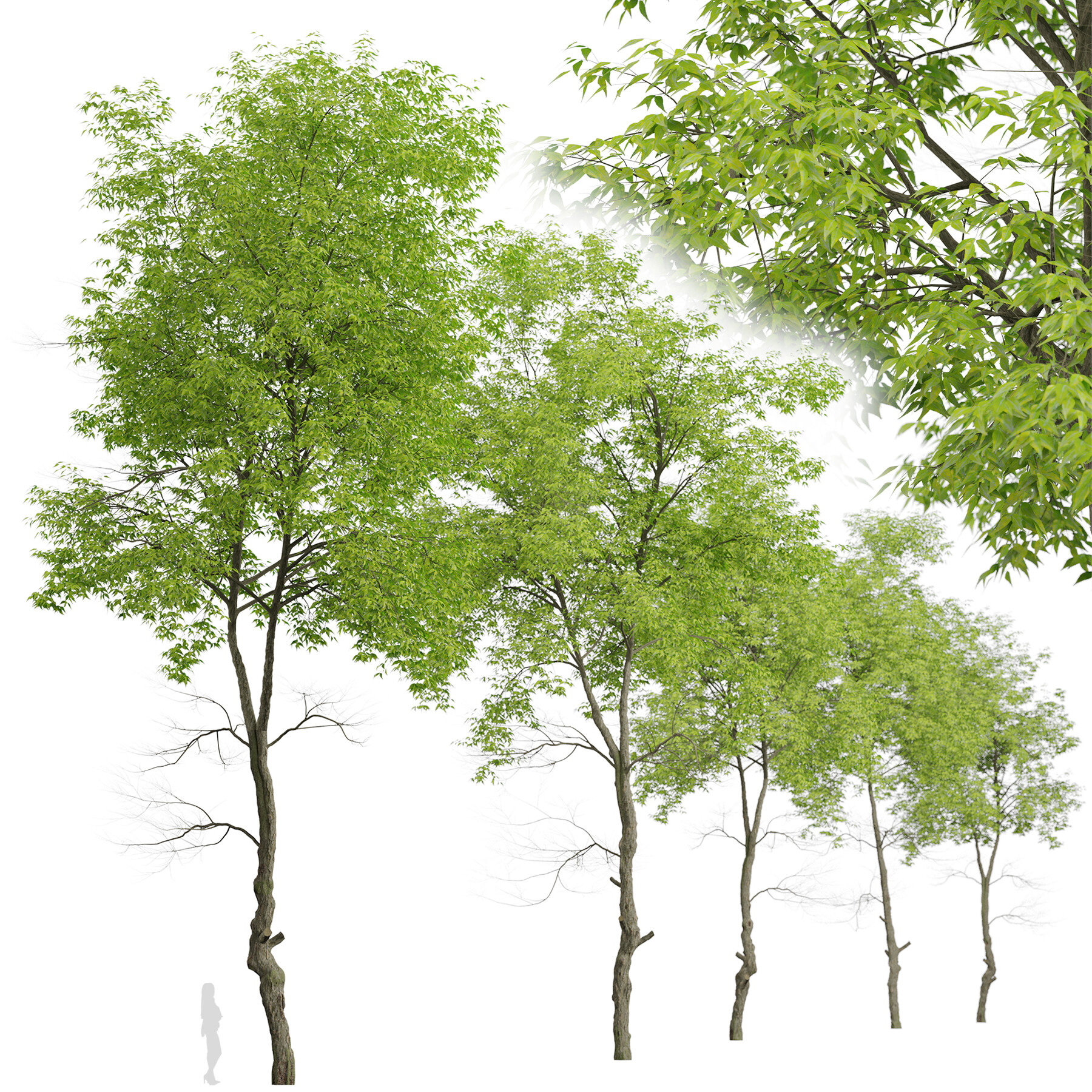 ArtStation - Set of White ash Trees (Fraxinus americana) (2 Trees ...