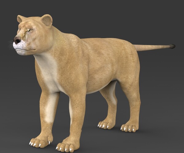 ArtStation - Realistic Lioness 3D Model | Resources