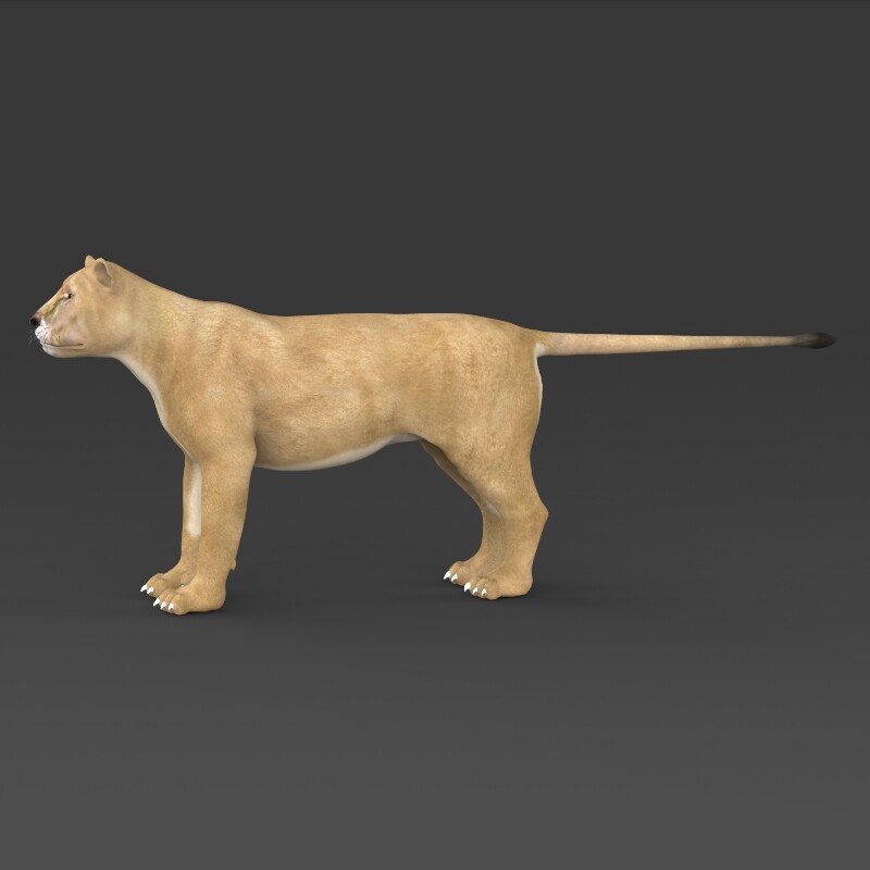 ArtStation - Realistic Lioness 3D Model | Resources