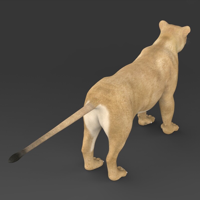 ArtStation - Realistic Lioness 3D Model | Resources