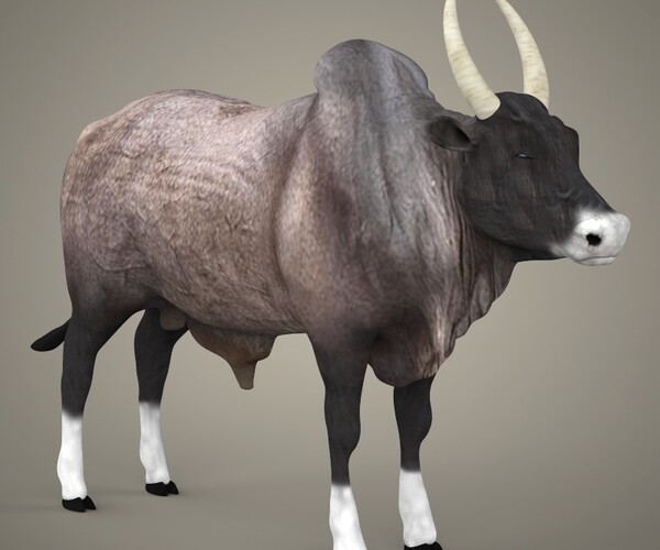 ArtStation - Realistic Ox 3D Model | Resources