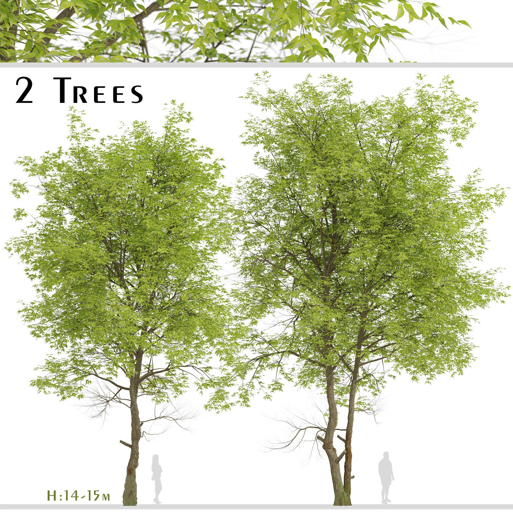ArtStation - Set of Pampkin ash Trees (Fraxinus profunda) (2 Trees ...