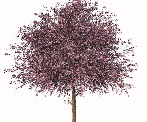 ArtStation - Set of Purple Pony Plum Trees (Prunus cerasifera) (2 Trees ...