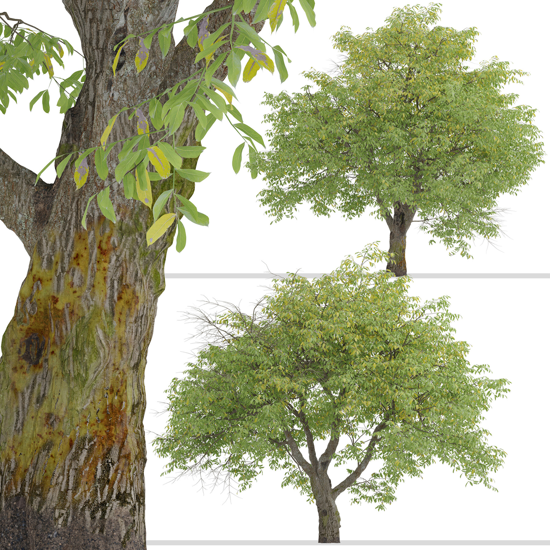 ArtStation - Set of English Walnut Trees (Juglans regia) (2 Trees ...