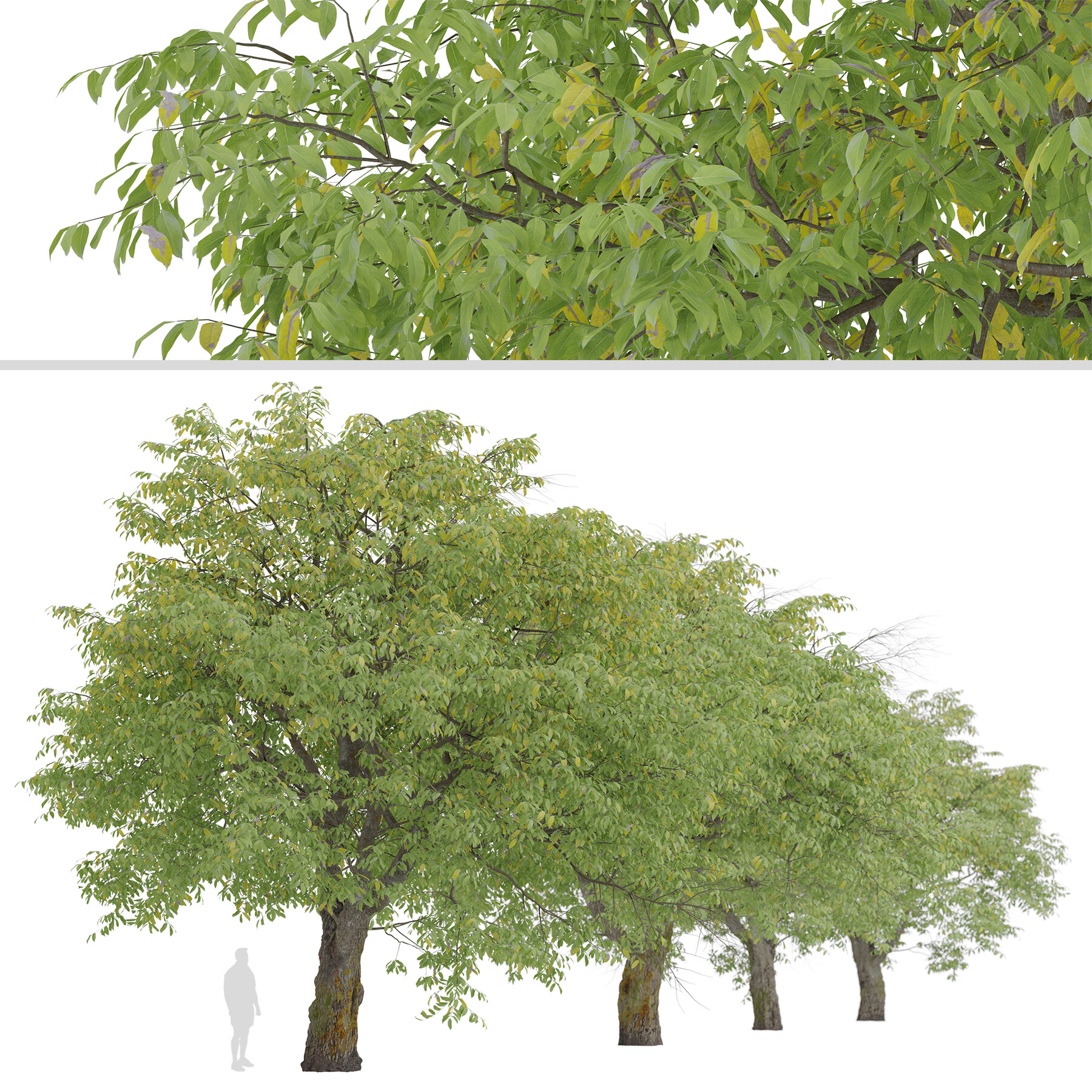ArtStation - Set of English Walnut Trees (Juglans regia) (2 Trees ...