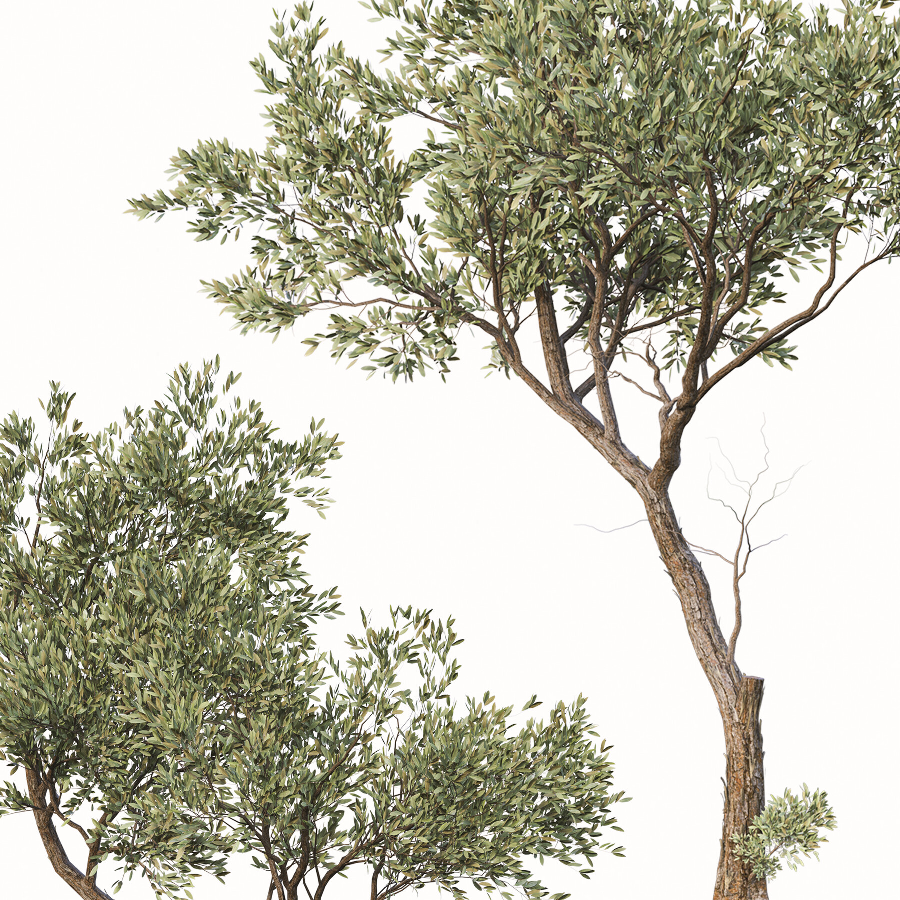 ArtStation - Set of Fruitless Olive Trees (Olea Europaea) (2 Trees ...