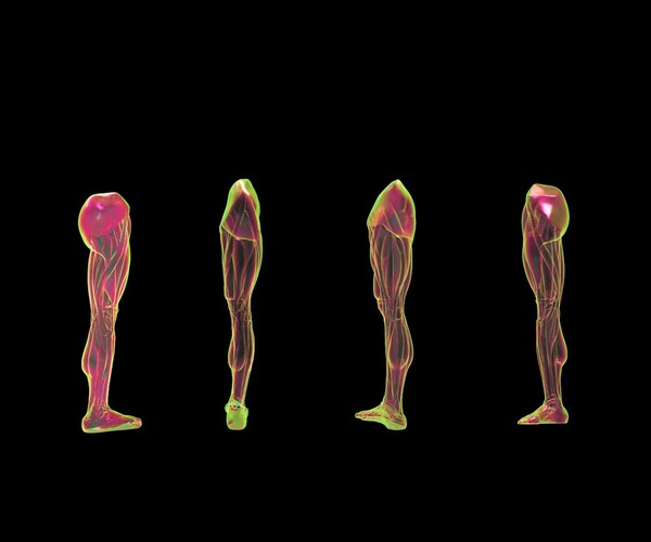 ArtStation - Ecorche Leg | Resources