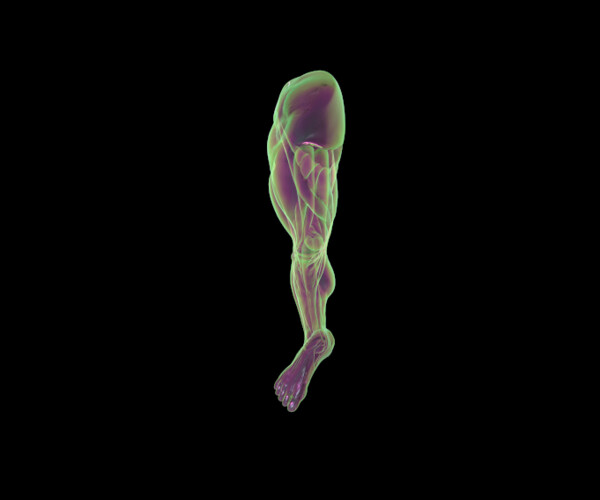 ArtStation - Ecorche Leg | Resources