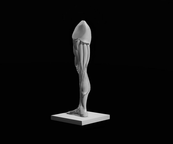 ArtStation - Ecorche Leg | Resources