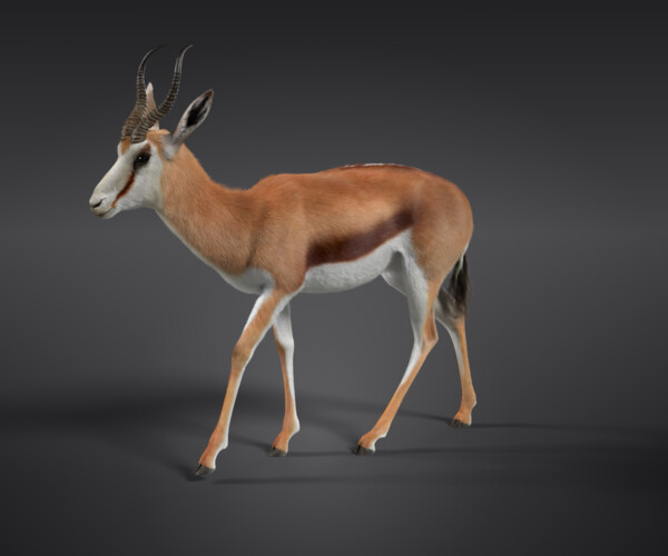 ArtStation - 3D Animal | Springbok Animated | Resources