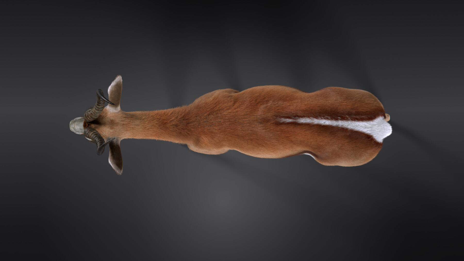 ArtStation - 3D Animal | Springbok Animated | Resources