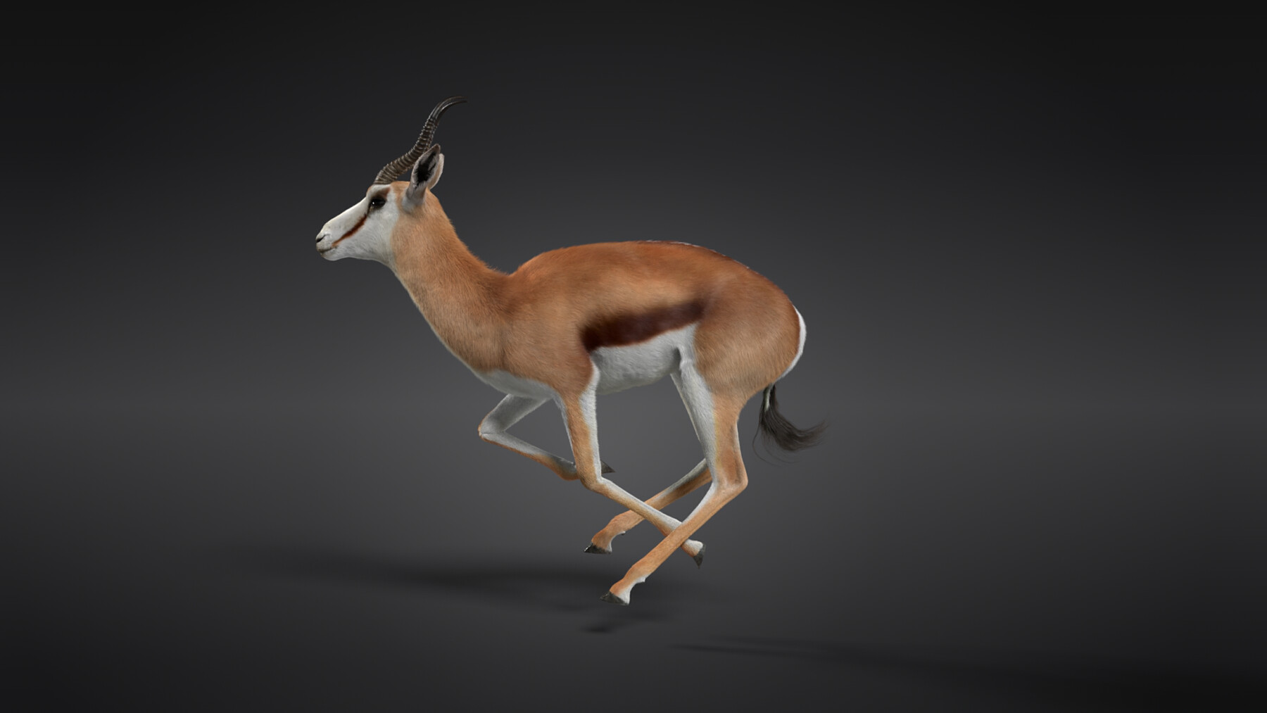 ArtStation - 3D Animal | Springbok Animated | Resources
