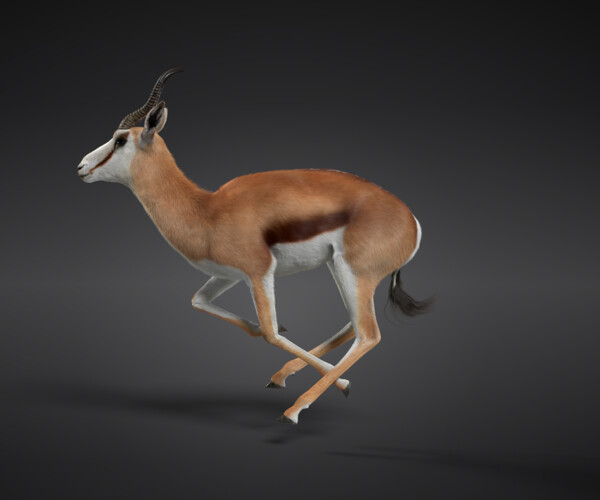ArtStation - 3D Animal | Springbok Animated | Resources