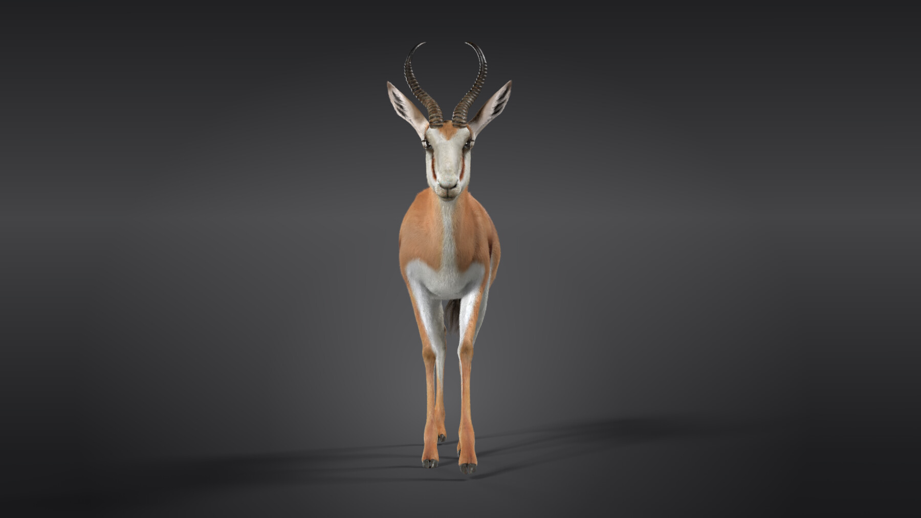 ArtStation - 3D Animal | Springbok Animated | Resources
