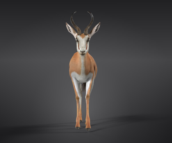 ArtStation - 3D Animal | Springbok Animated | Resources