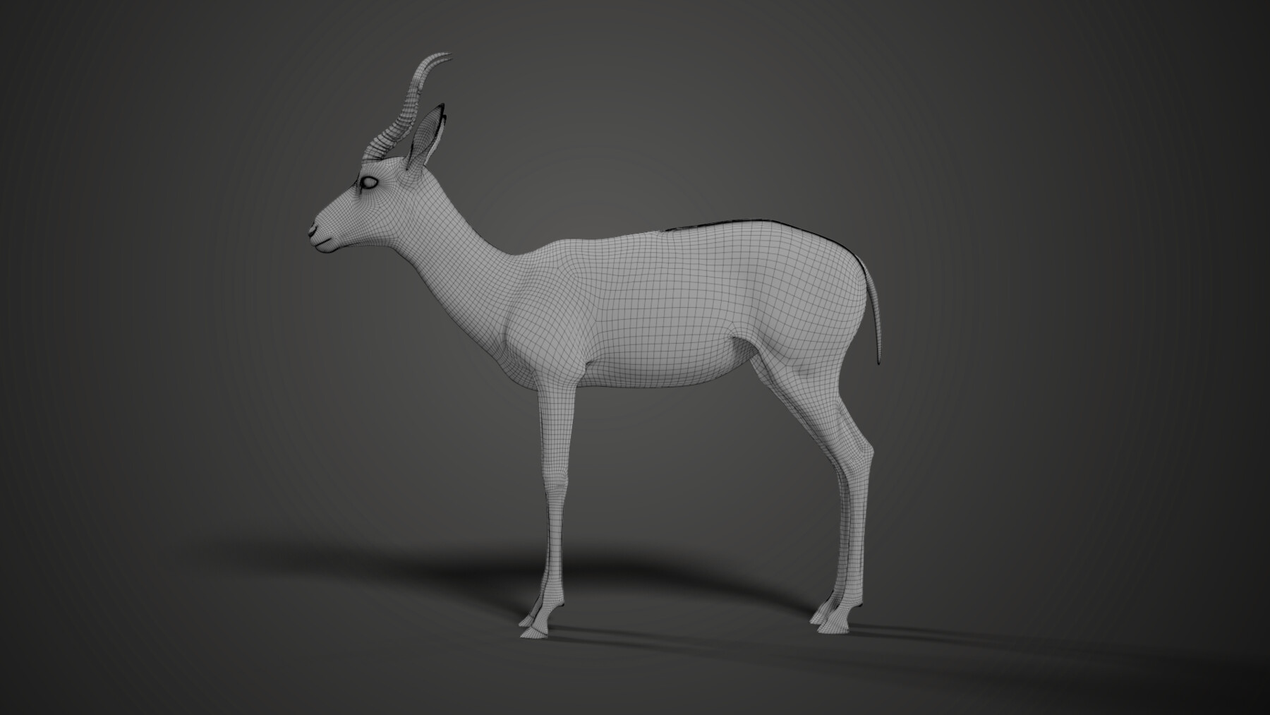 ArtStation - 3D Animal | Springbok Animated | Resources