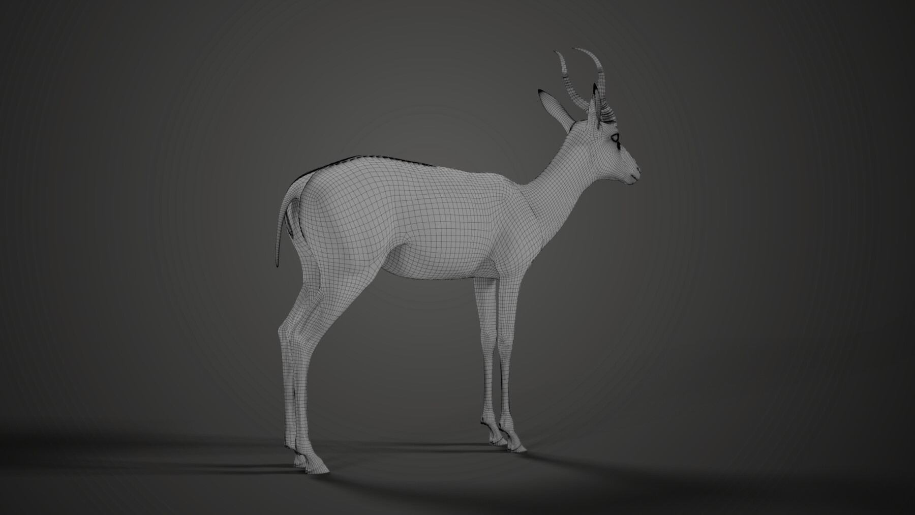 ArtStation - 3D Animal | Springbok Animated | Resources