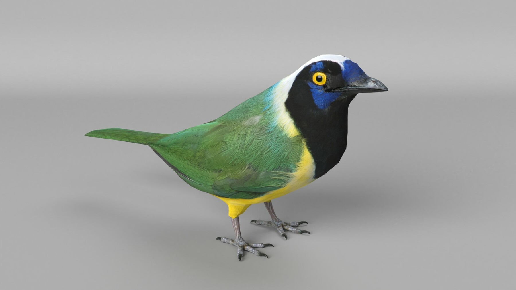 ArtStation - Inca jay Cyanocorax yncas | Resources