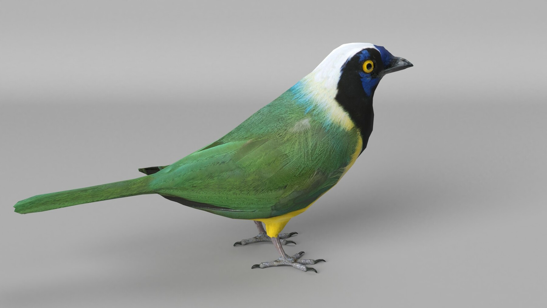 ArtStation - Inca jay Cyanocorax yncas | Resources