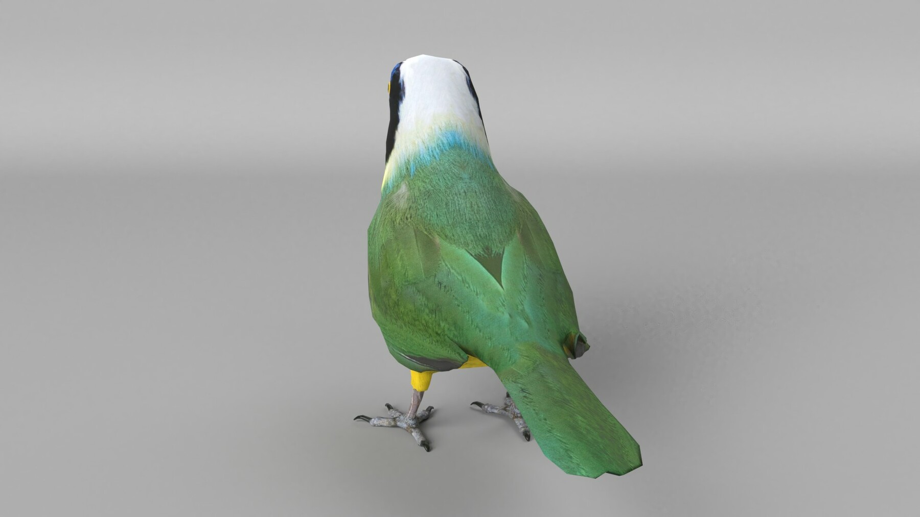 ArtStation - Inca jay Cyanocorax yncas | Resources