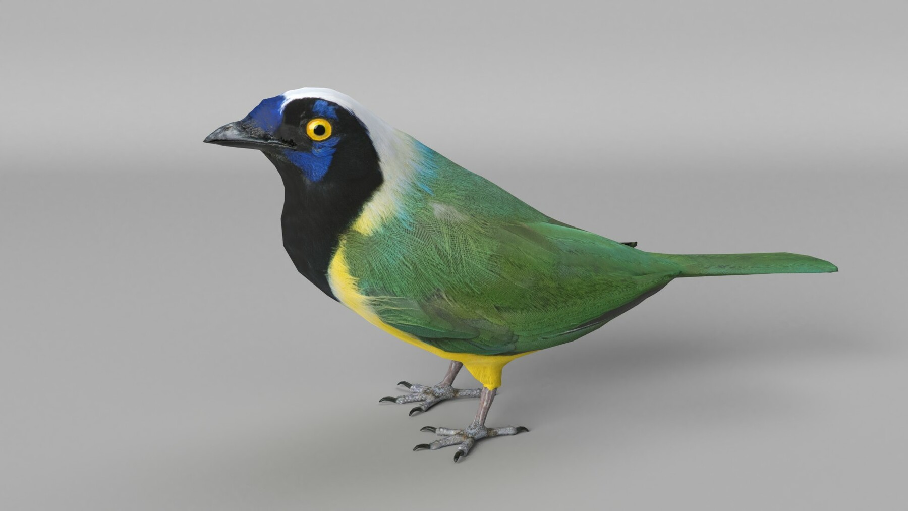 ArtStation - Inca jay Cyanocorax yncas | Resources