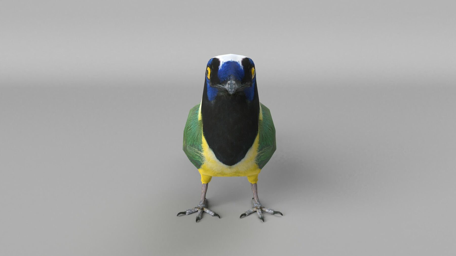 ArtStation - Inca jay Cyanocorax yncas | Resources