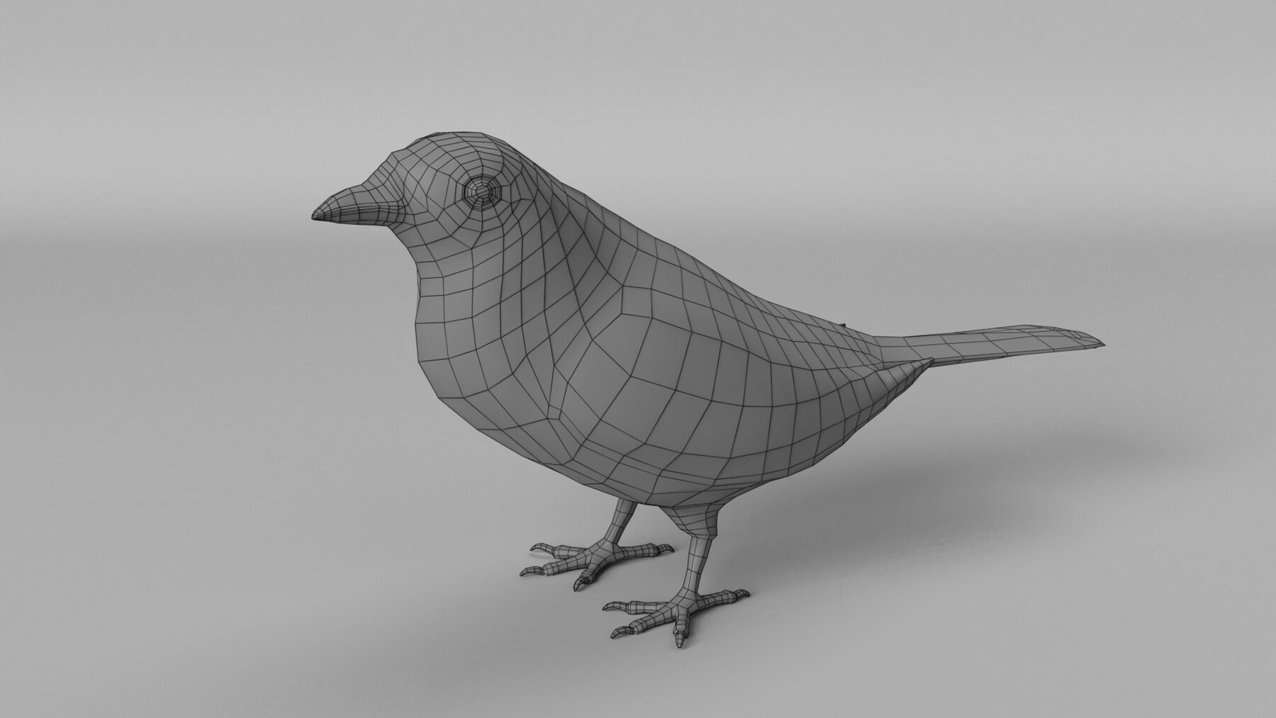 ArtStation - Inca jay Cyanocorax yncas | Resources