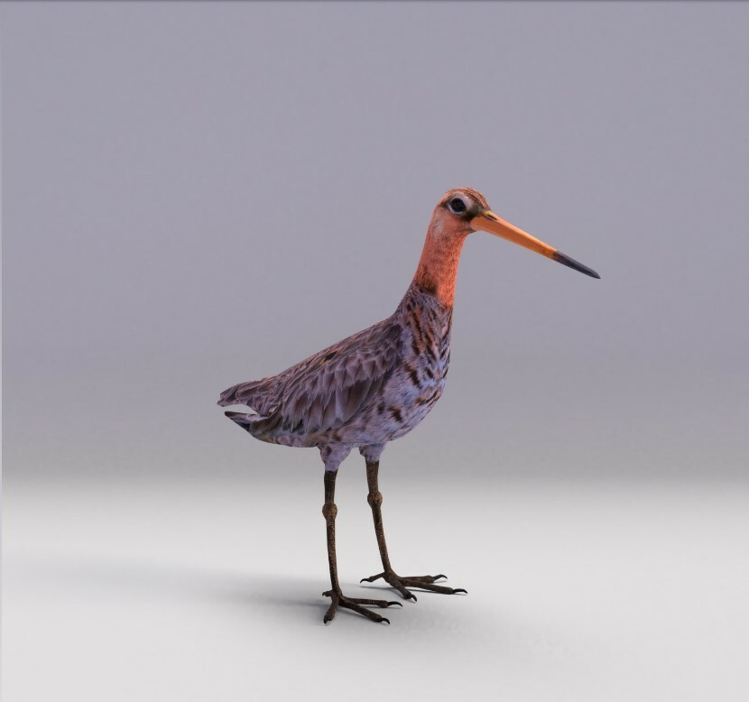 ArtStation - Black-tailed Godwit | Resources