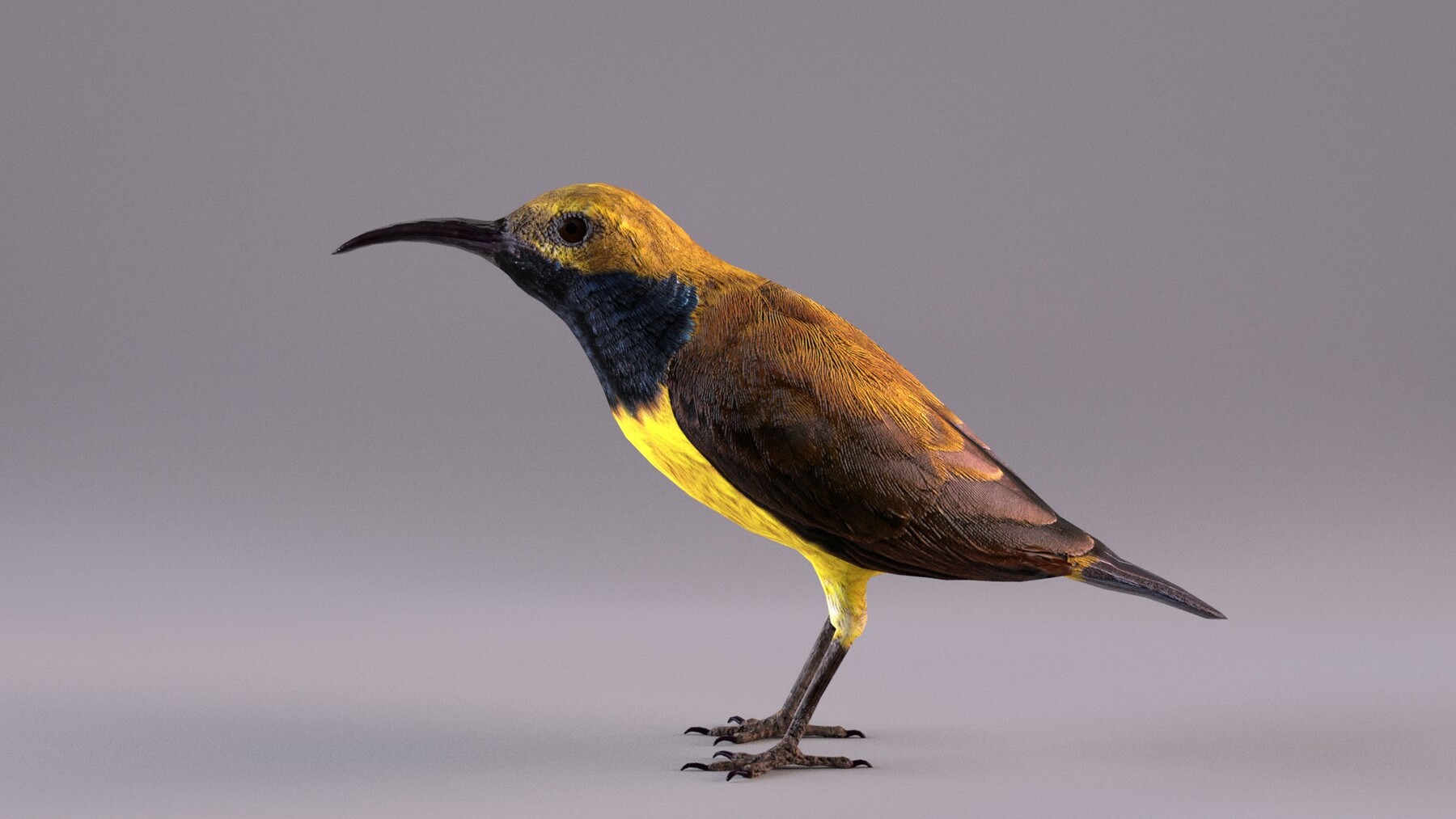 ArtStation - Olive-backed Sunbird | Resources