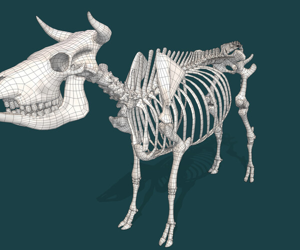 ArtStation - Cow Skeleton | Premium Cattle Bone Anatomy Model | Animal ...