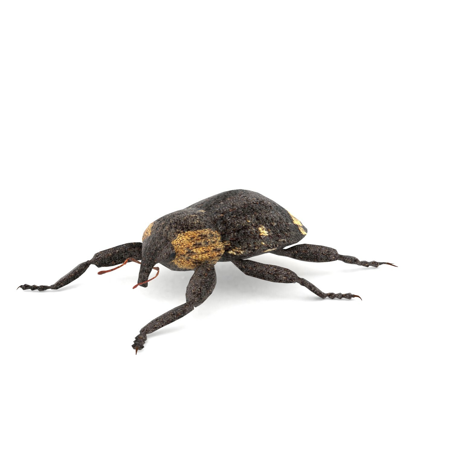 ArtStation - Weevil Echinodera hypocrita | Resources