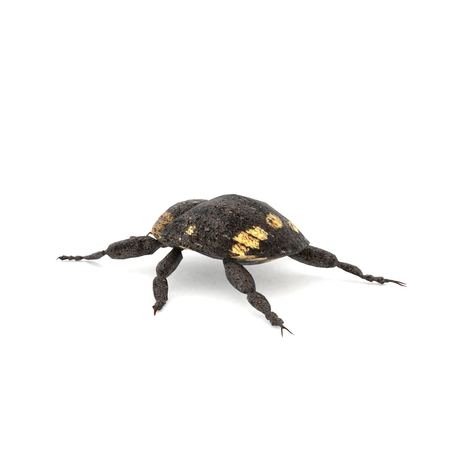 ArtStation - Weevil Echinodera hypocrita | Resources