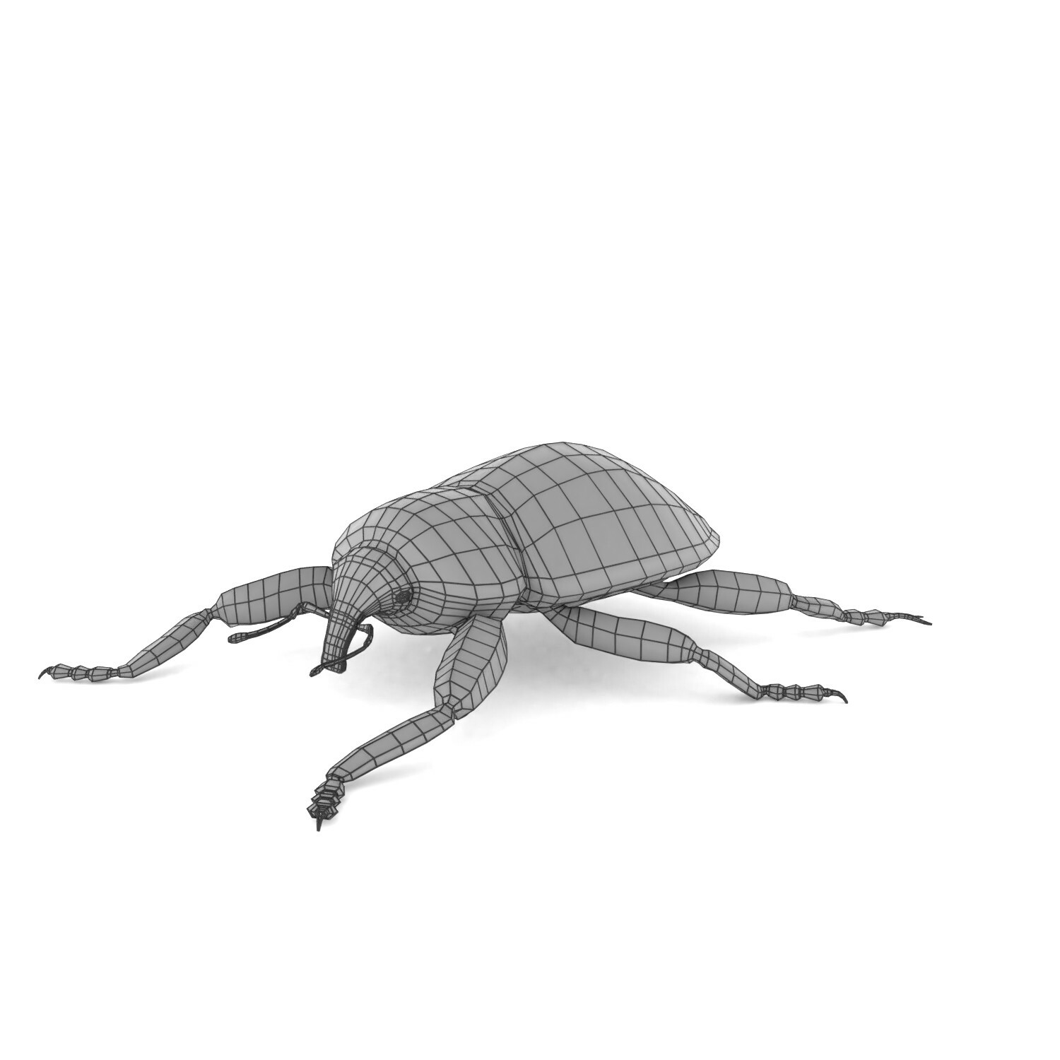 ArtStation - Weevil Echinodera hypocrita | Resources