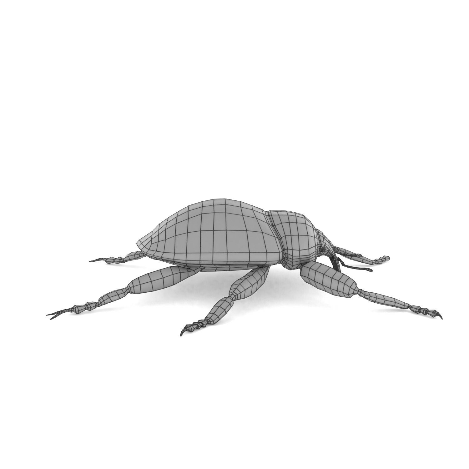 ArtStation - Weevil Echinodera hypocrita | Resources