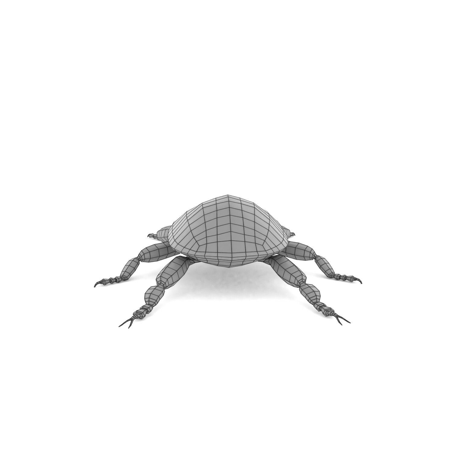 ArtStation - Weevil Echinodera hypocrita | Resources