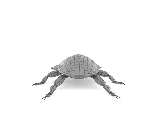 ArtStation - Weevil Echinodera hypocrita | Resources