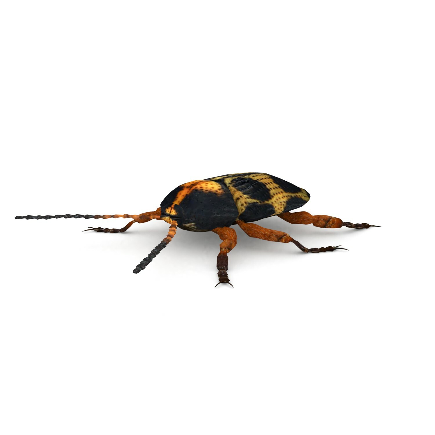 ArtStation - Ten-Spotted Pot Beetle | Resources