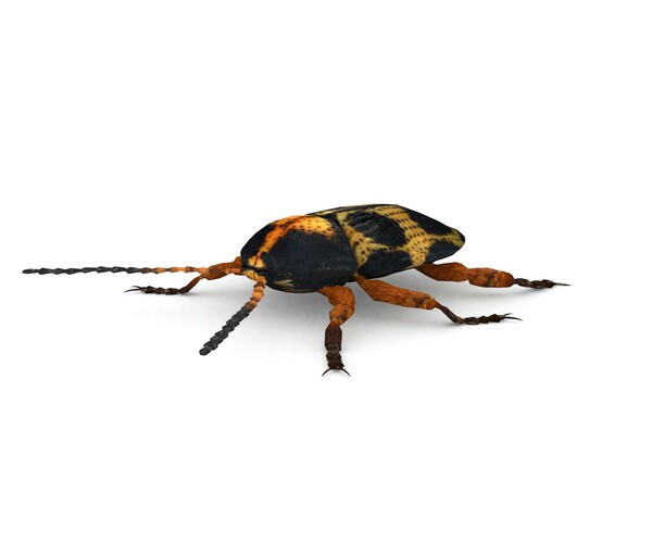 ArtStation - Ten-Spotted Pot Beetle | Resources