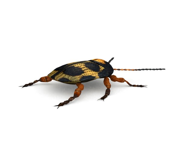 ArtStation - Ten-Spotted Pot Beetle | Resources