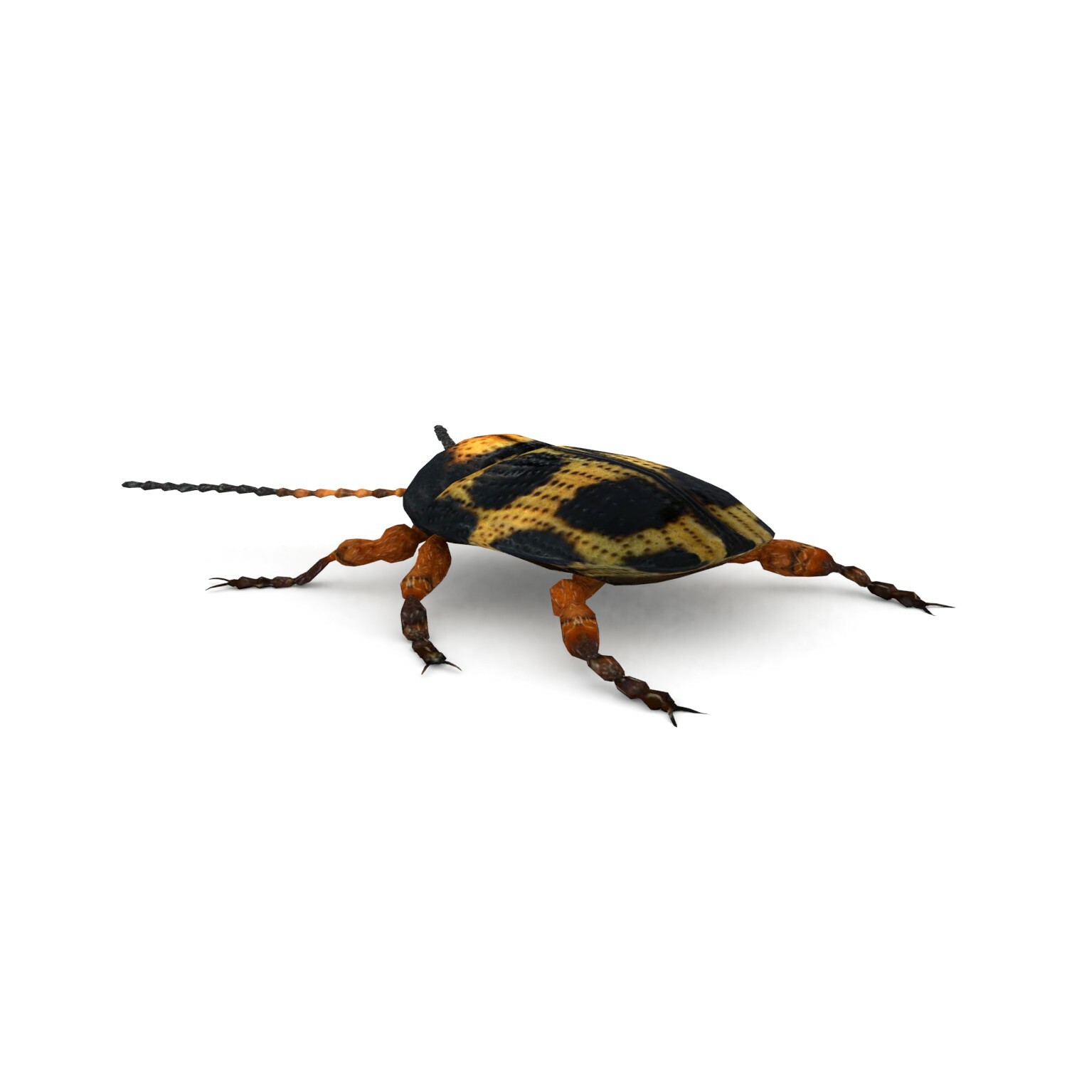 ArtStation - Ten-Spotted Pot Beetle | Resources