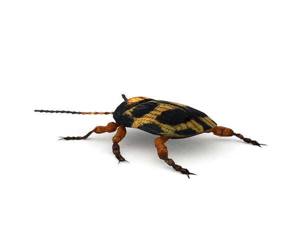 ArtStation - Ten-Spotted Pot Beetle | Resources